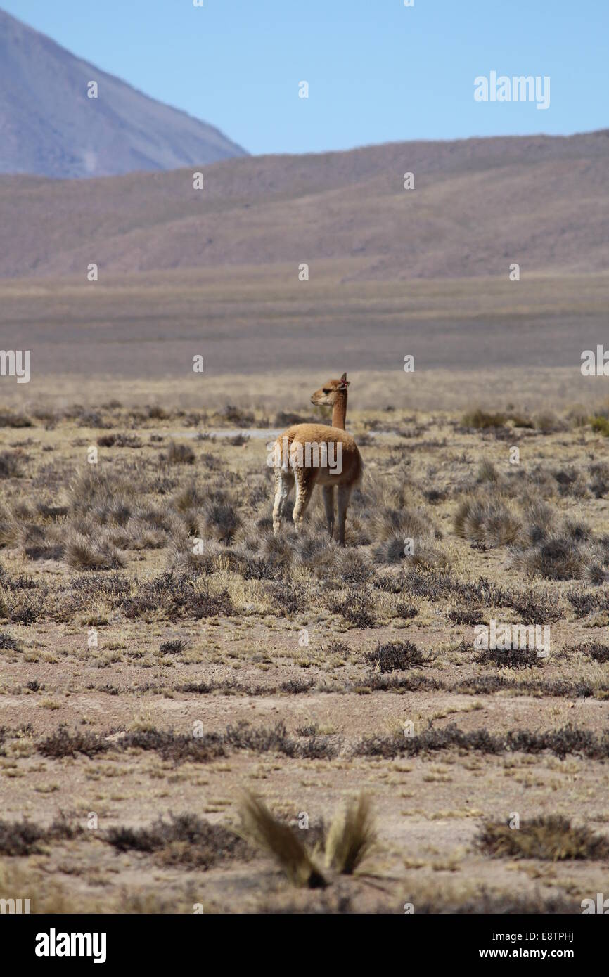 Vicuna animal hi-res stock photography and images - Alamy