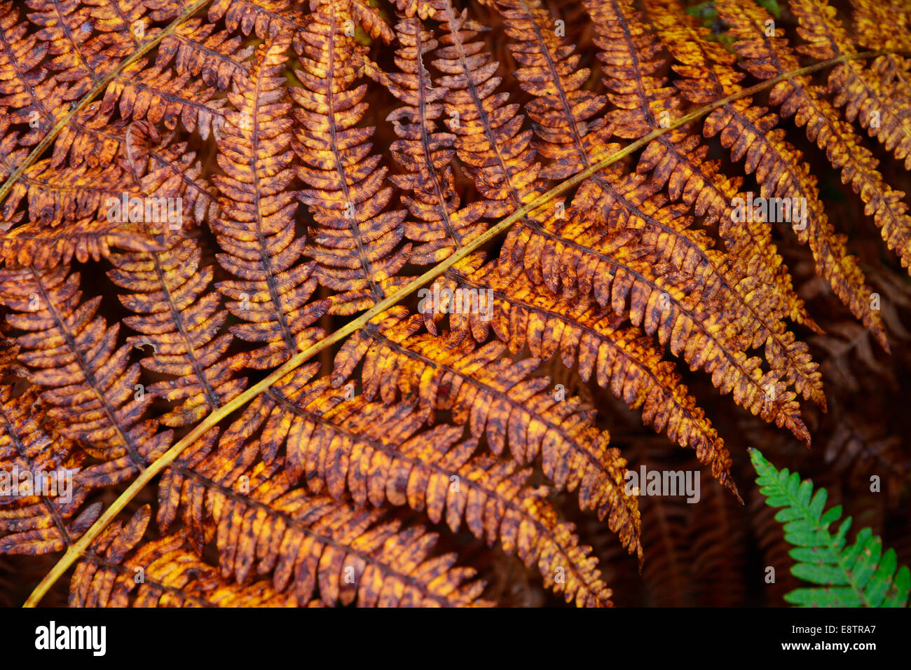 Ferns in Autumn at The New Forest, Hampshire Stock Photo - Alamy