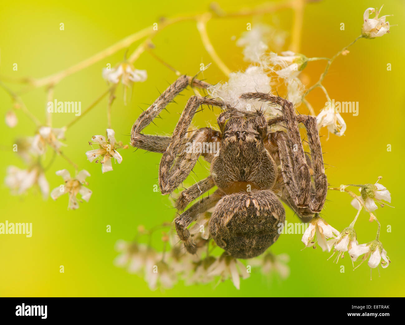 Micro spider hi-res stock photography and images - Alamy