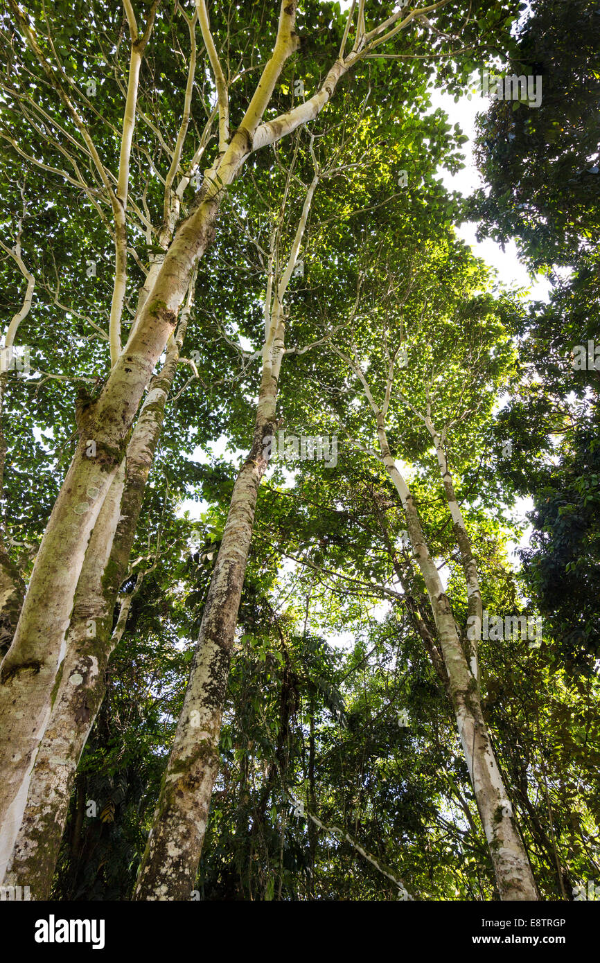 Rainforest trees Mulu, Malaysia Stock Photo - Alamy