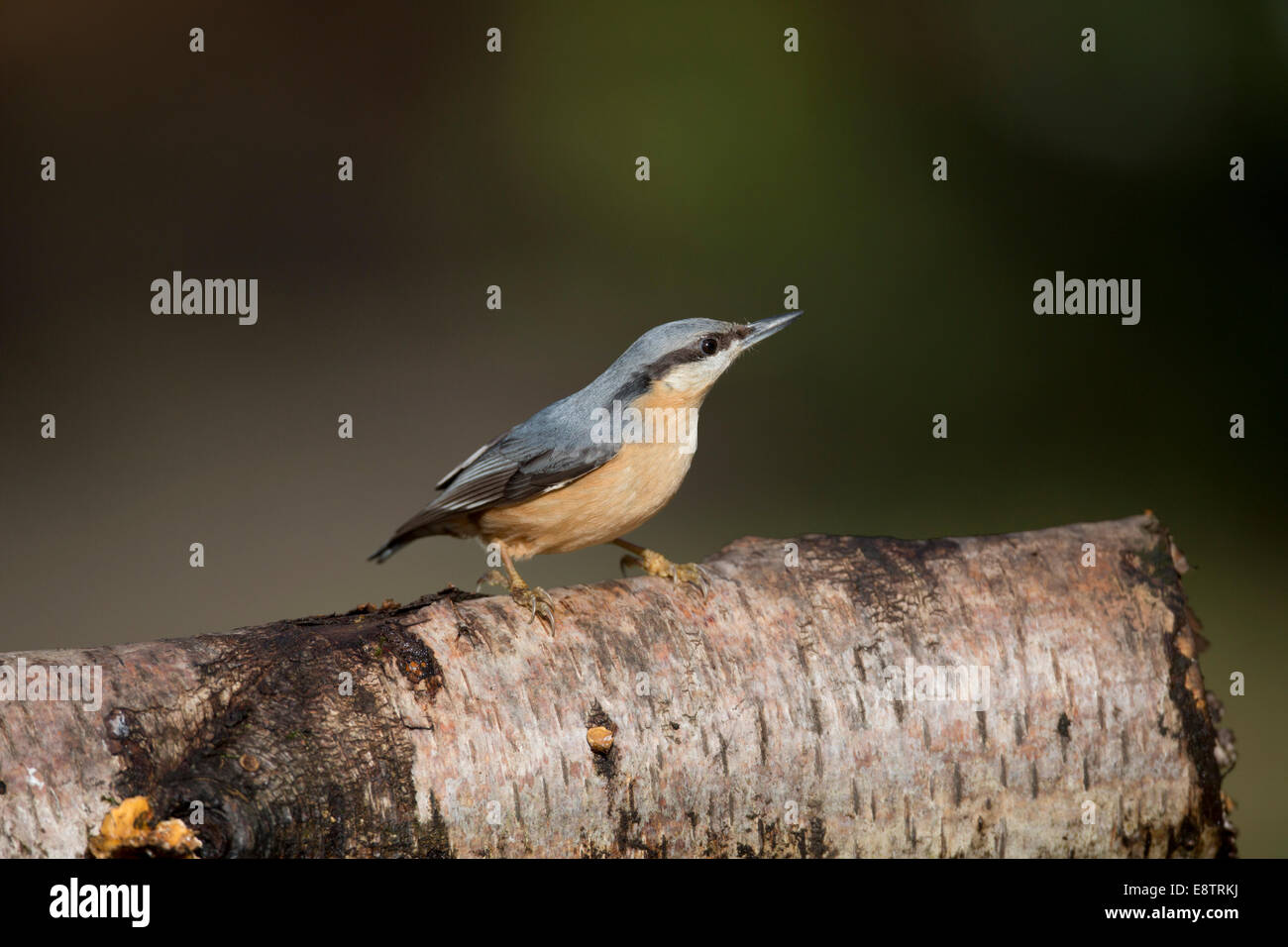 Nuthatch; Sitta europaea; UK Stock Photo - Alamy