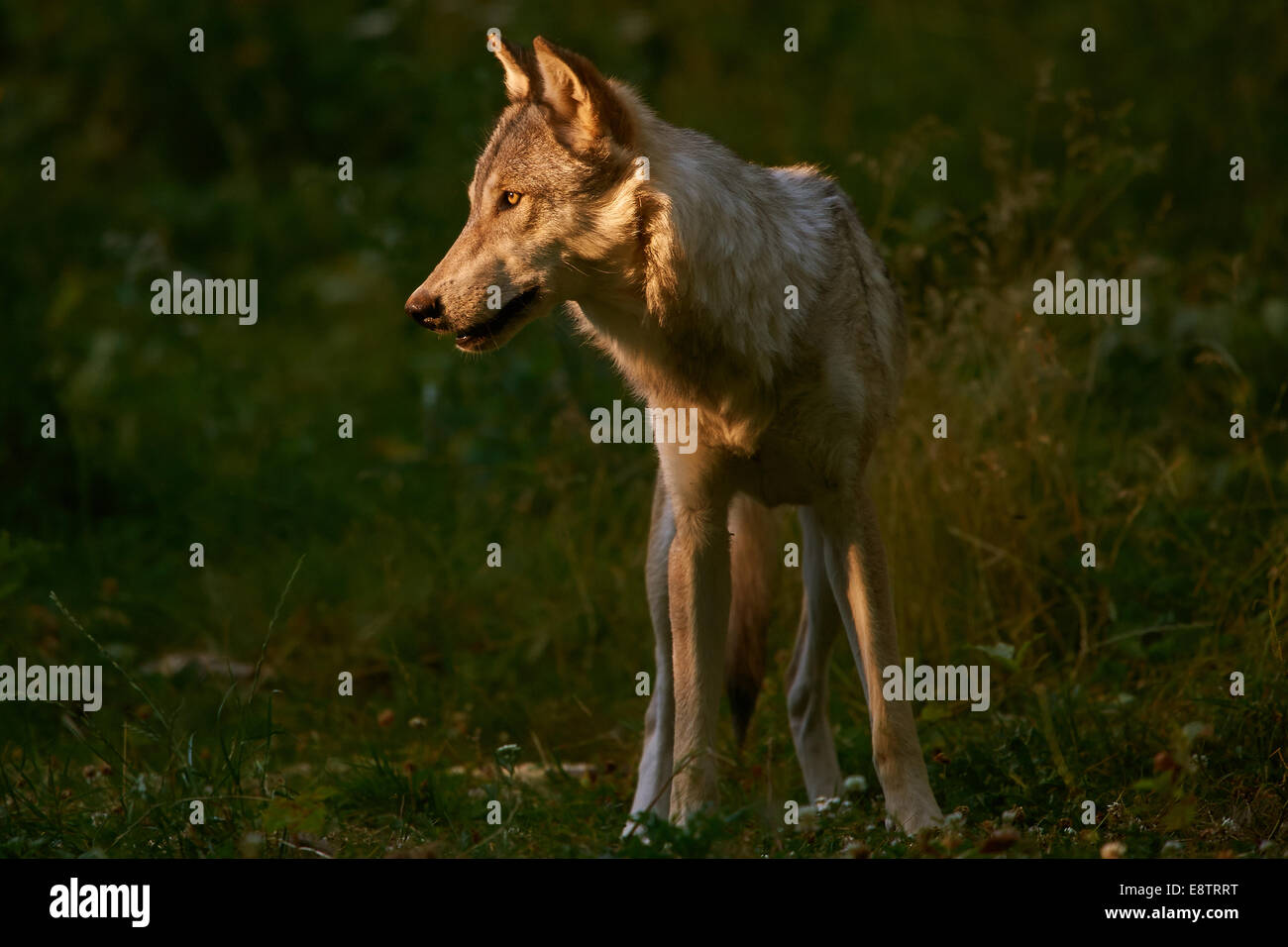 Grey wolf standing hi-res stock photography and images - Alamy