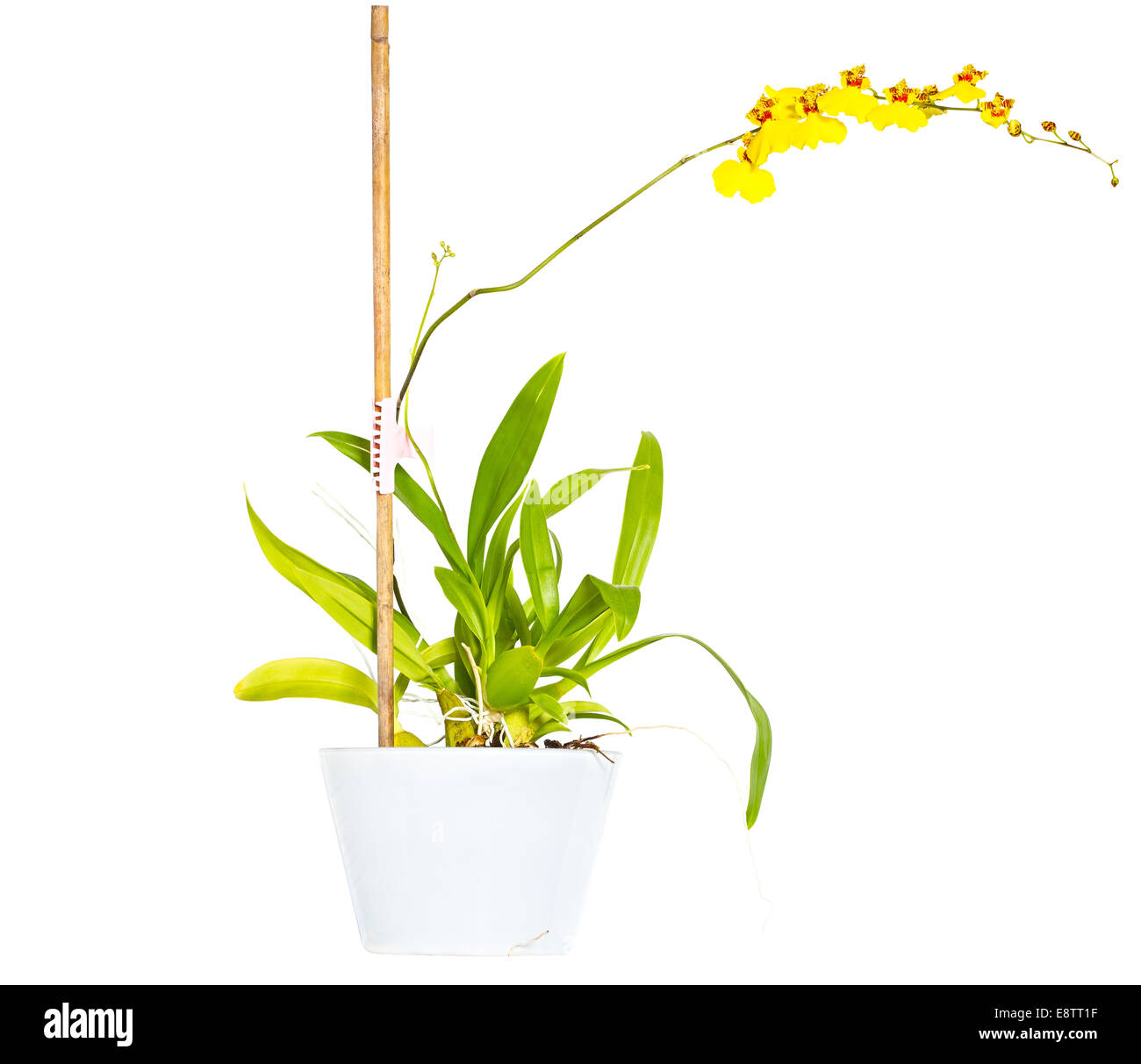 Dancing lady orchid hi-res stock photography and images - Alamy
