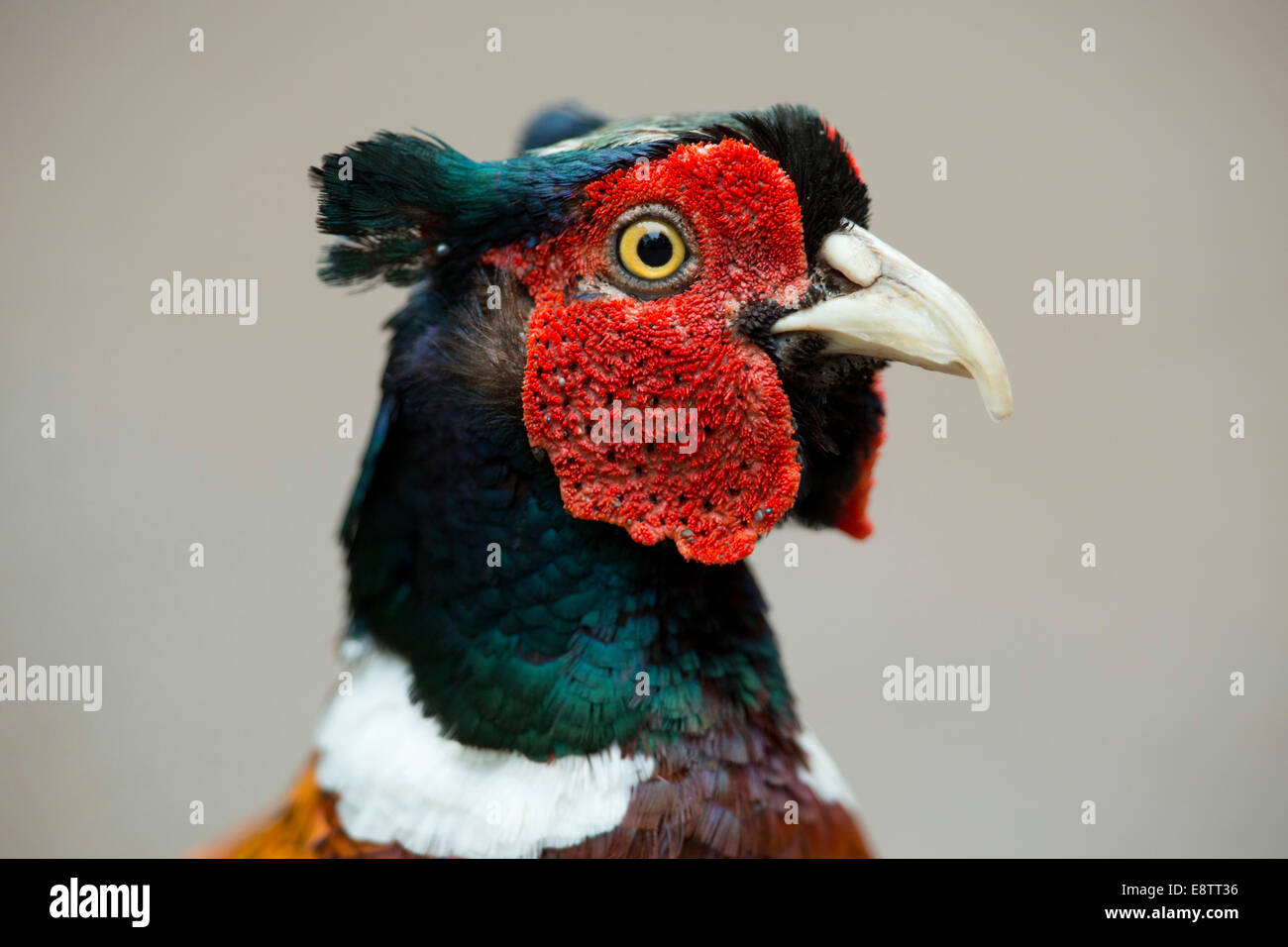 Pheasant wattle hi-res stock photography and images - Alamy