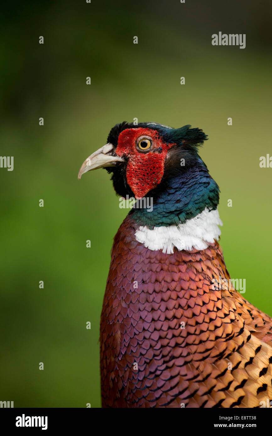 British Pheasant High Resolution Stock Photography and Images - Alamy