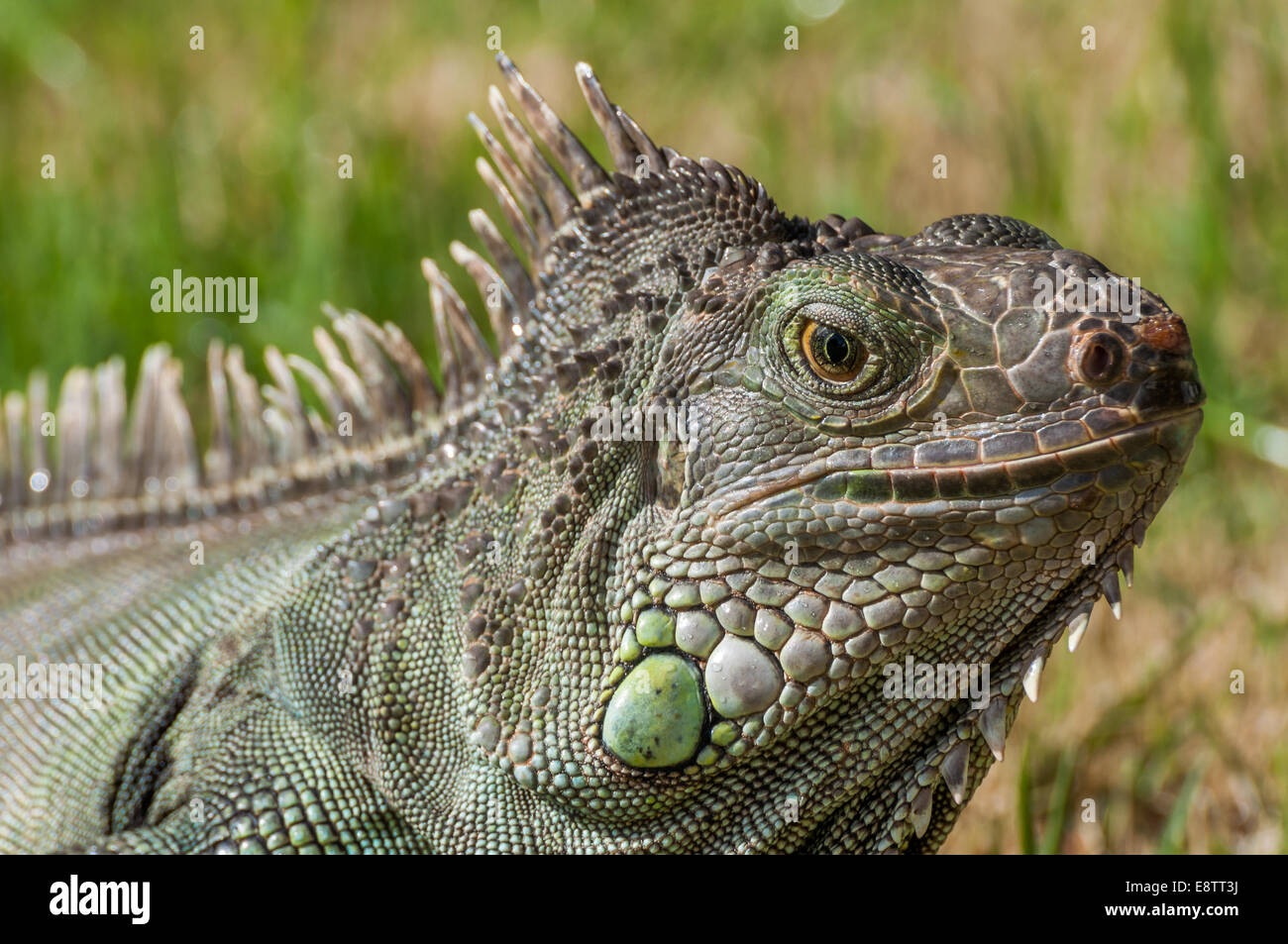 A big Iguana in the garden grass Stock Photo - Alamy