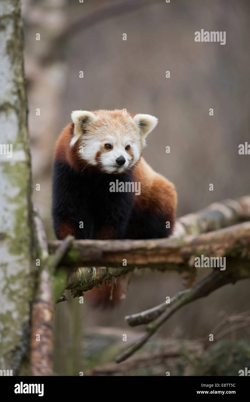 Red Panda; Ailurus fulgens; Captive; UK Stock Photo - Alamy