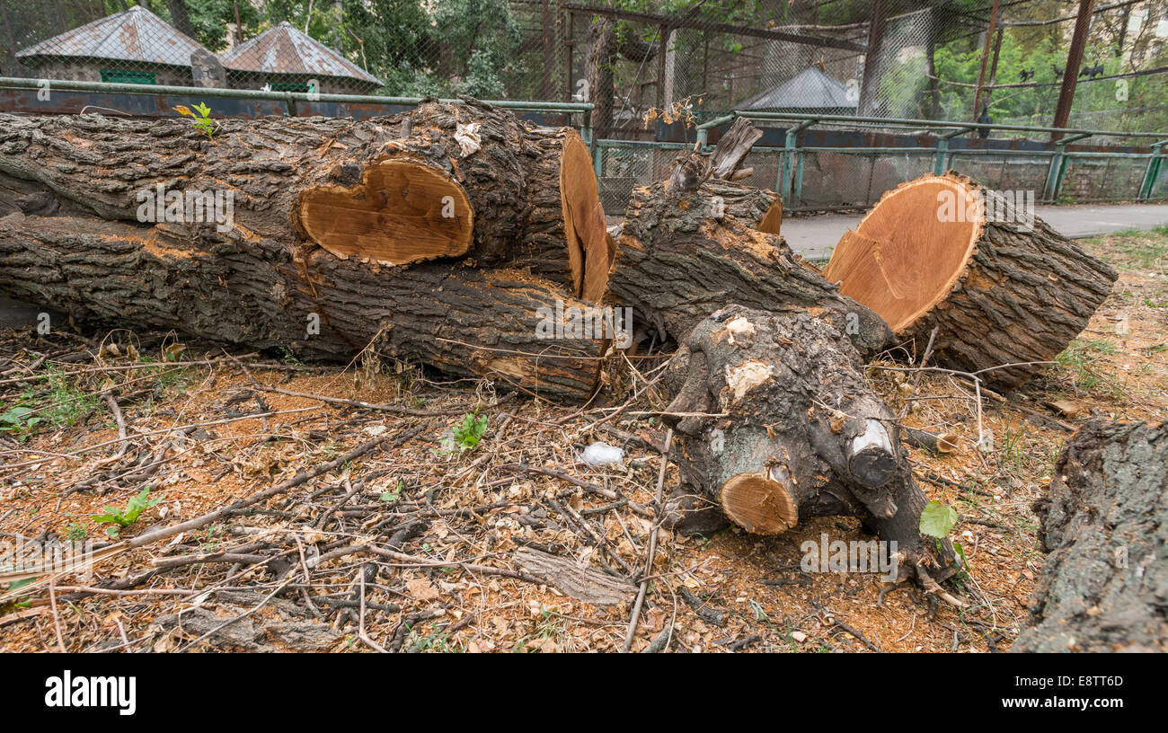 some tree cutted for wood in a forest Stock Photo - Alamy
