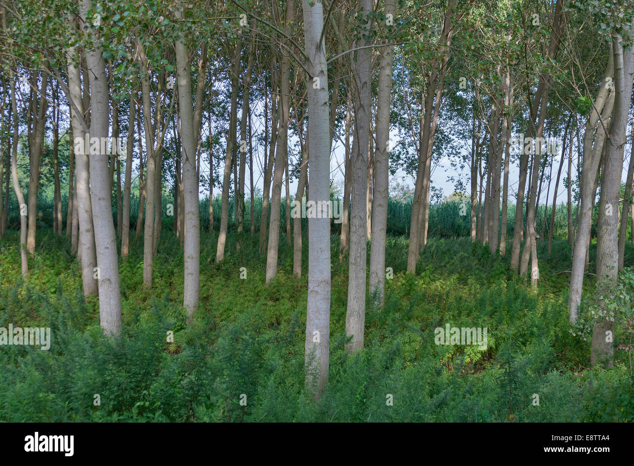 Populus grove hi-res stock photography and images - Alamy