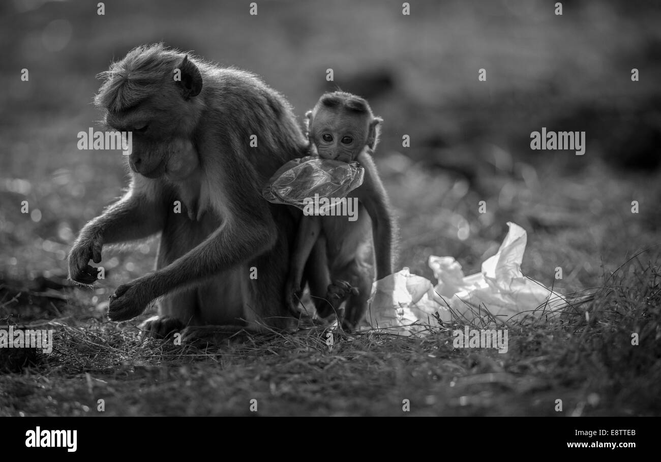 Monkey and environment Black and White Stock Photos & Images - Alamy
