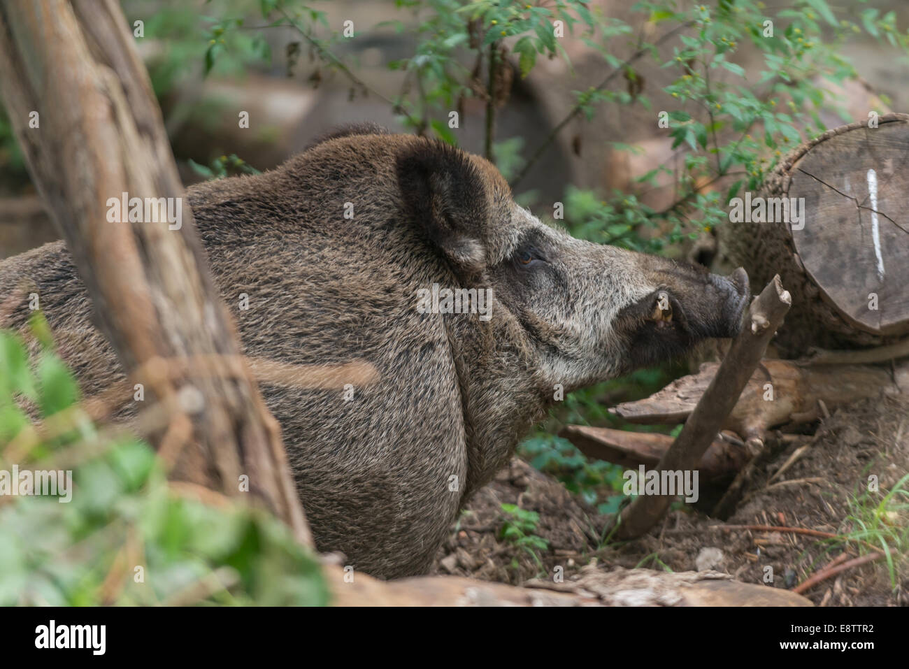 Big and fat boar in the forest Stock Photo - Alamy