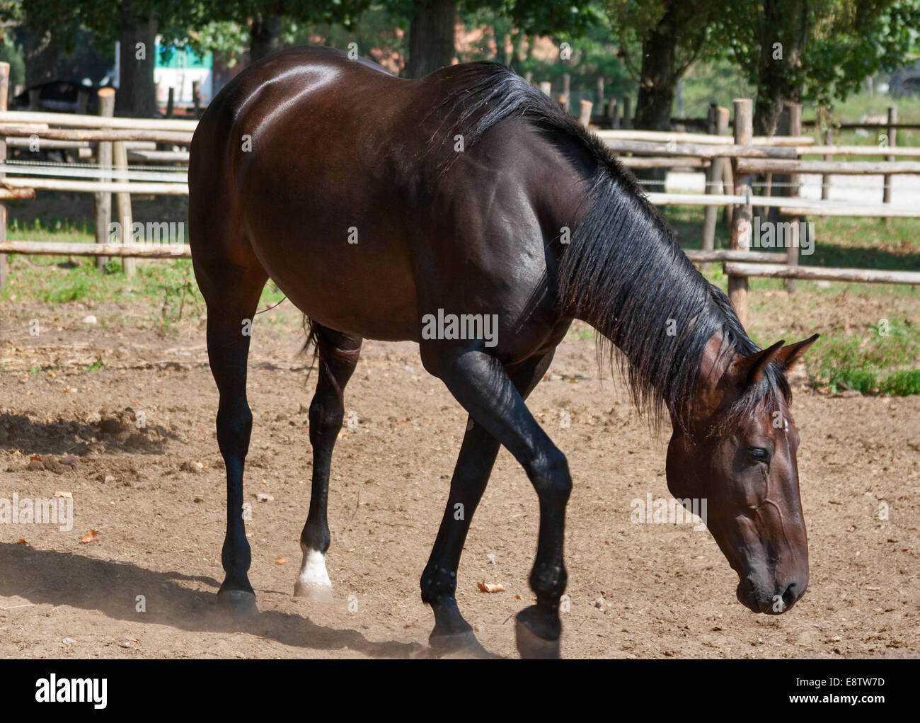 thoroughbred mare in the paddock. tuscany, italy Stock Photo - Alamy