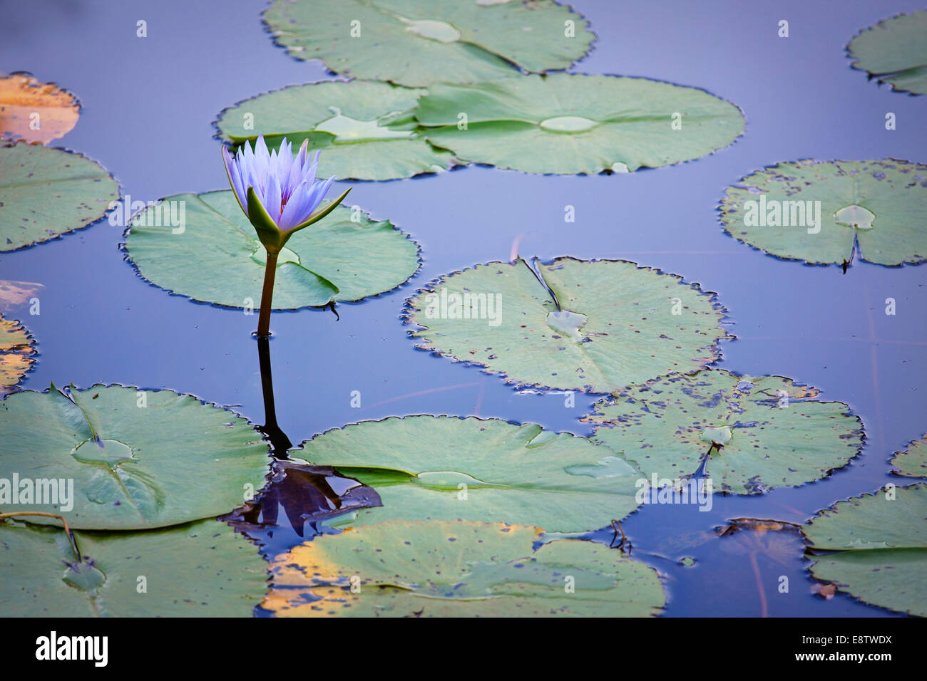 Water lily nymphaea caerulea hi-res stock photography and images - Alamy