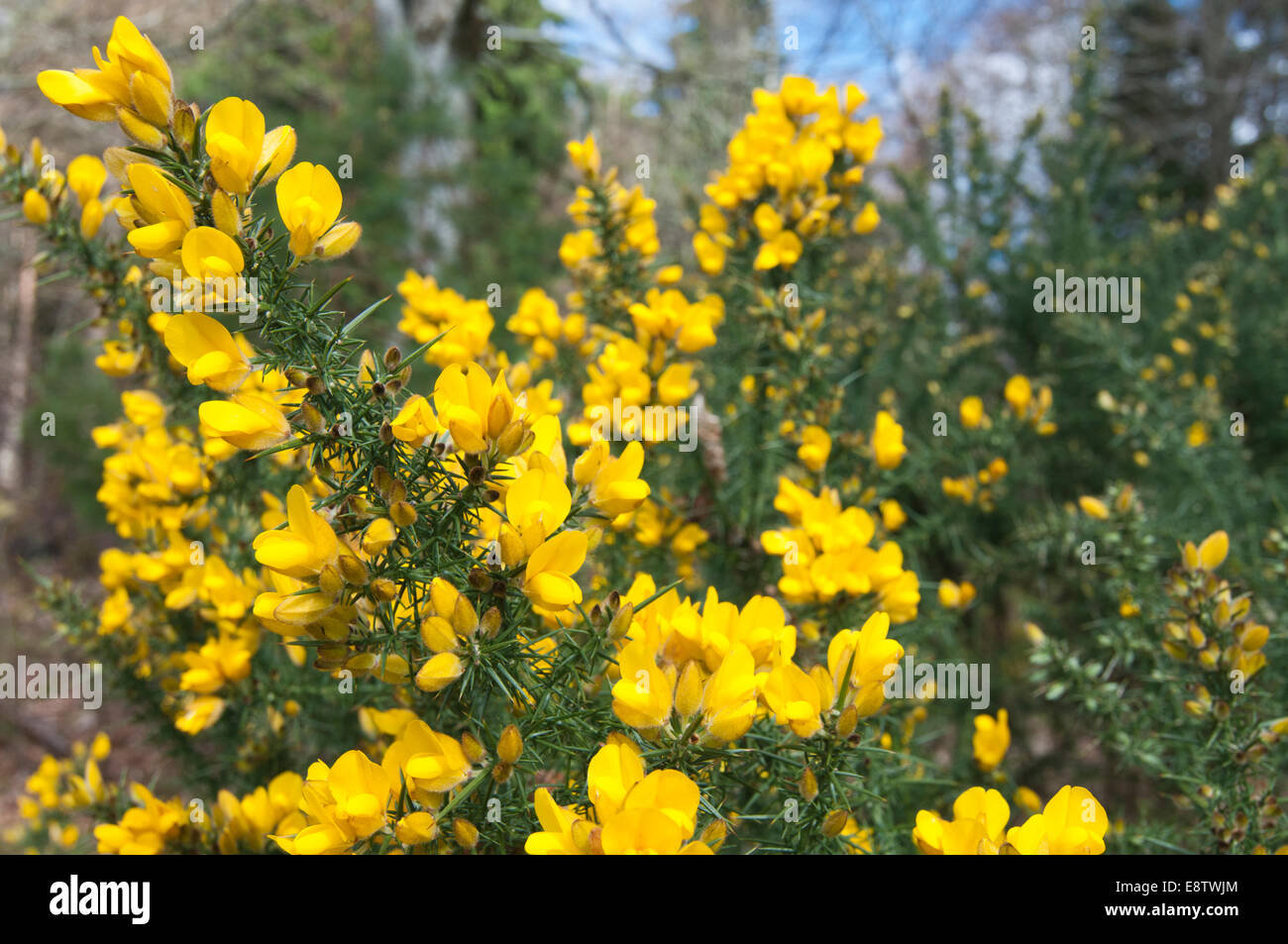 Gorse ulex europaeus hi-res stock photography and images - Alamy