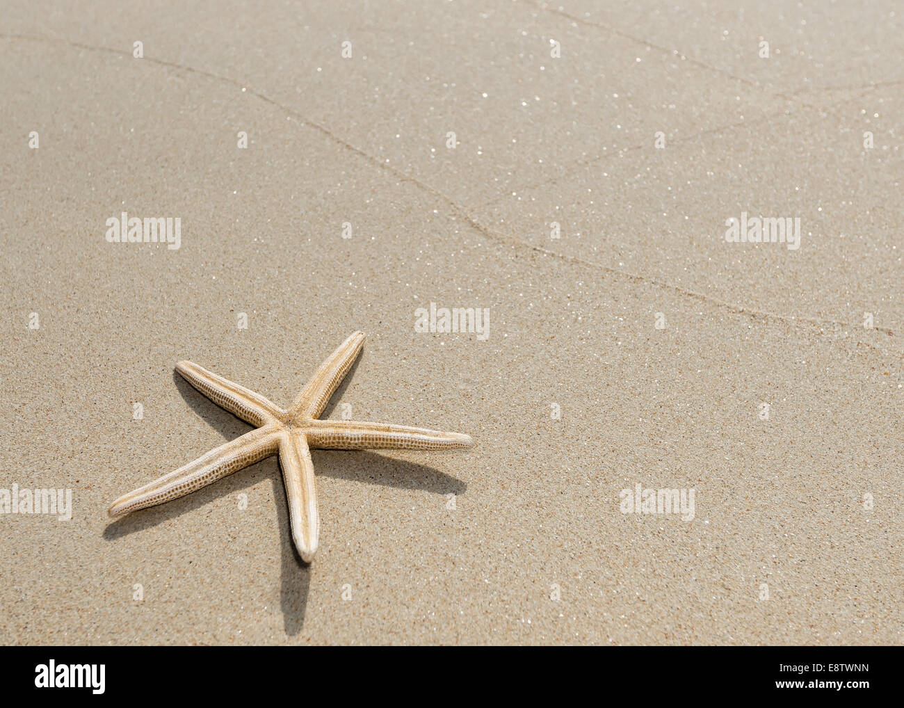 Overhead view of a starfish and its shadow on a smooth background of ...