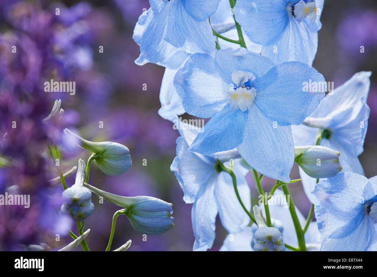 Blue delphiniums hi-res stock photography and images - Alamy