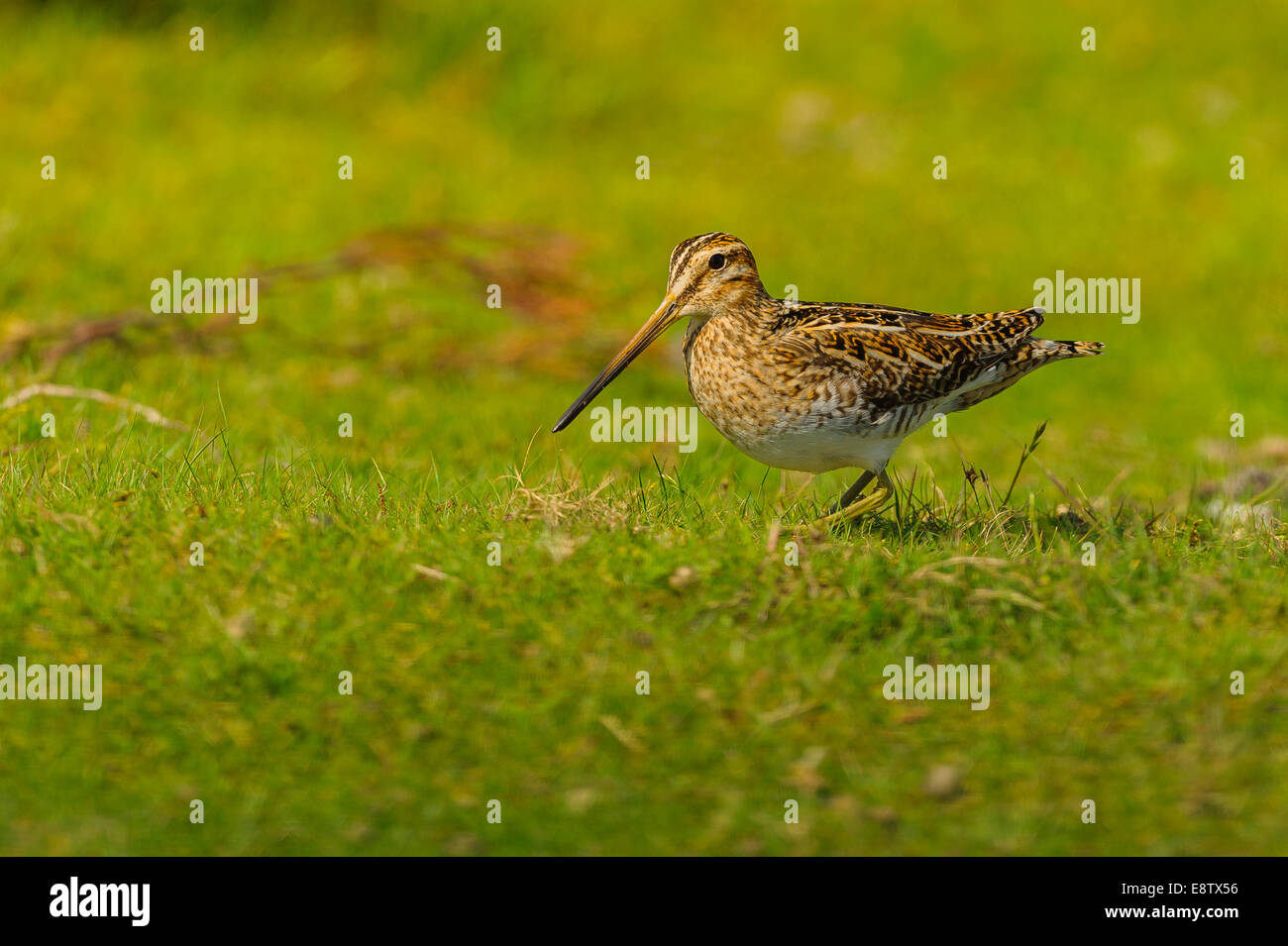A wild adult Snipe walks on grass in a field in the North York Moors ...