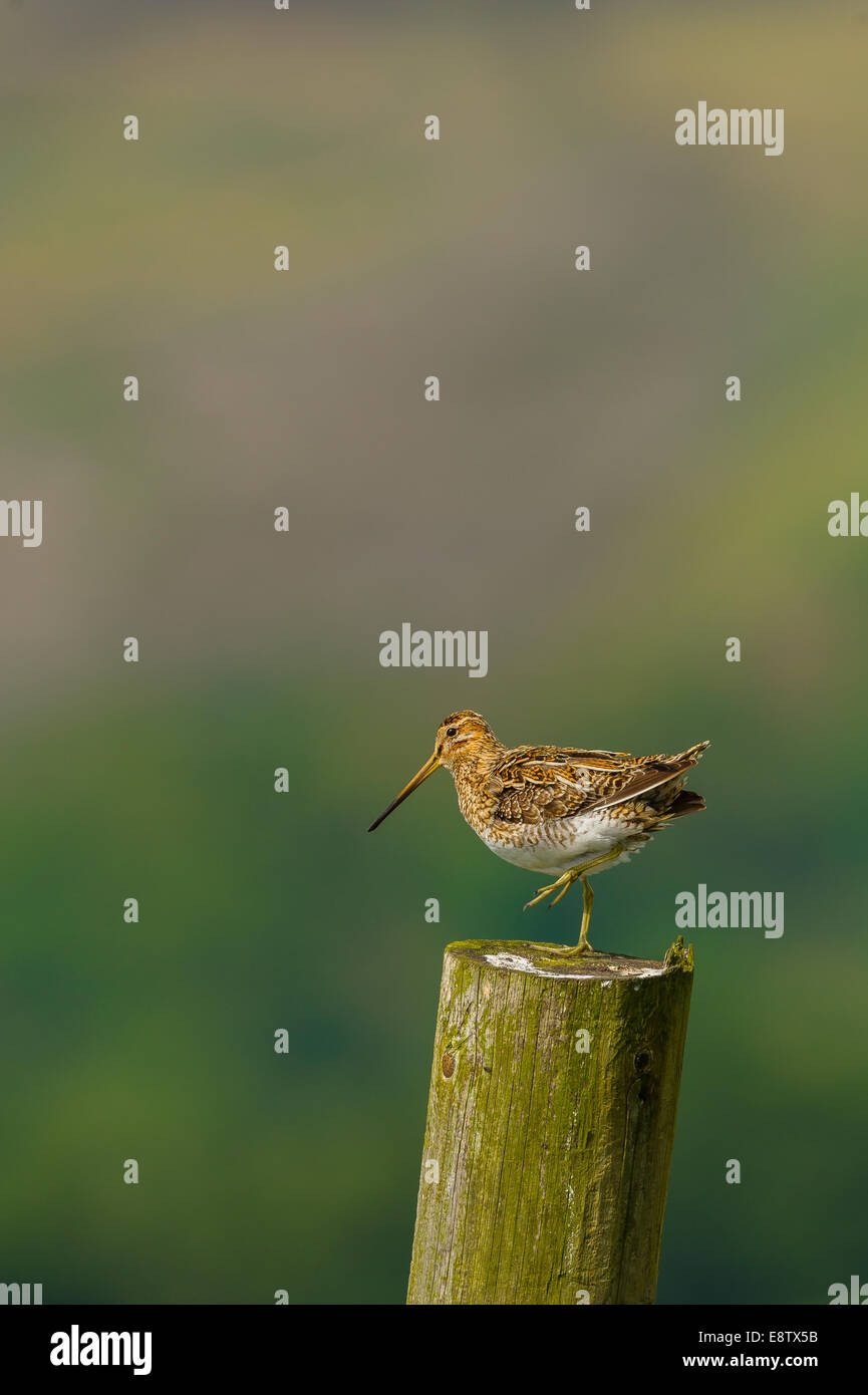 A wild Snipe stands perches on one leg on a wooden post on the North ...