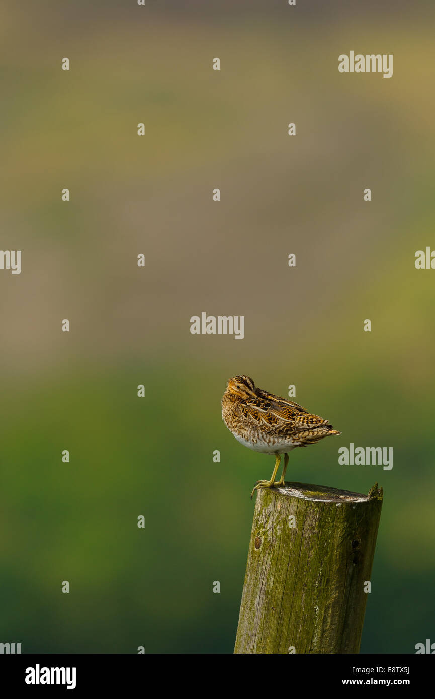 A Snipe preens its wing feathers on a wooden post on the North York ...