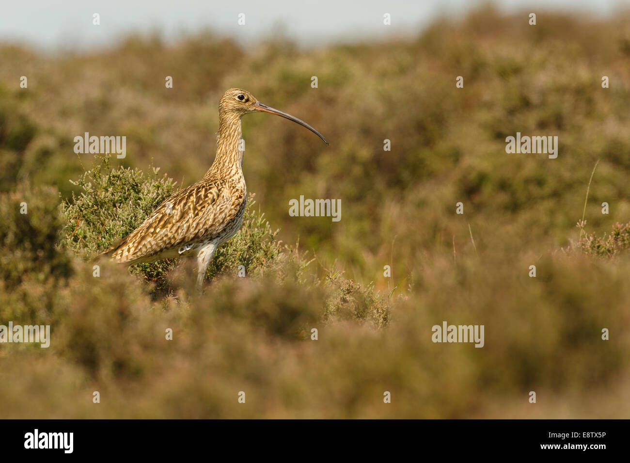 A curlew (Numenius arquata) surveys its territory on the heather of the ...
