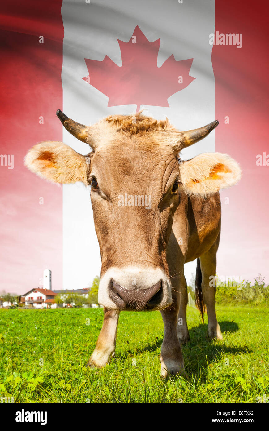 Cow with flag on background series - Canada Stock Photo - Alamy