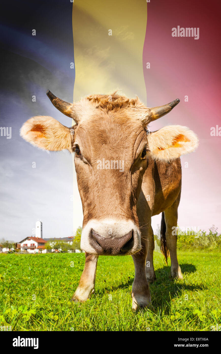 Cow with flag on background series - Chad Stock Photo - Alamy