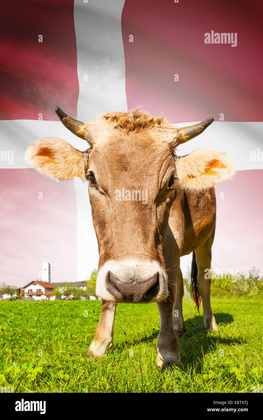 Cow with flag on background series - Denmark Stock Photo - Alamy