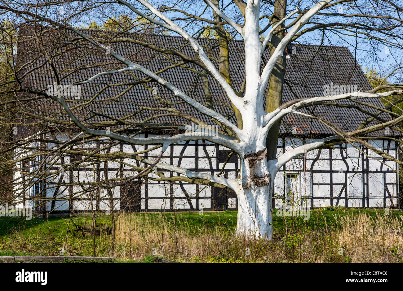 old half-timbered farmhouse with a white painted tree in front Stock ...