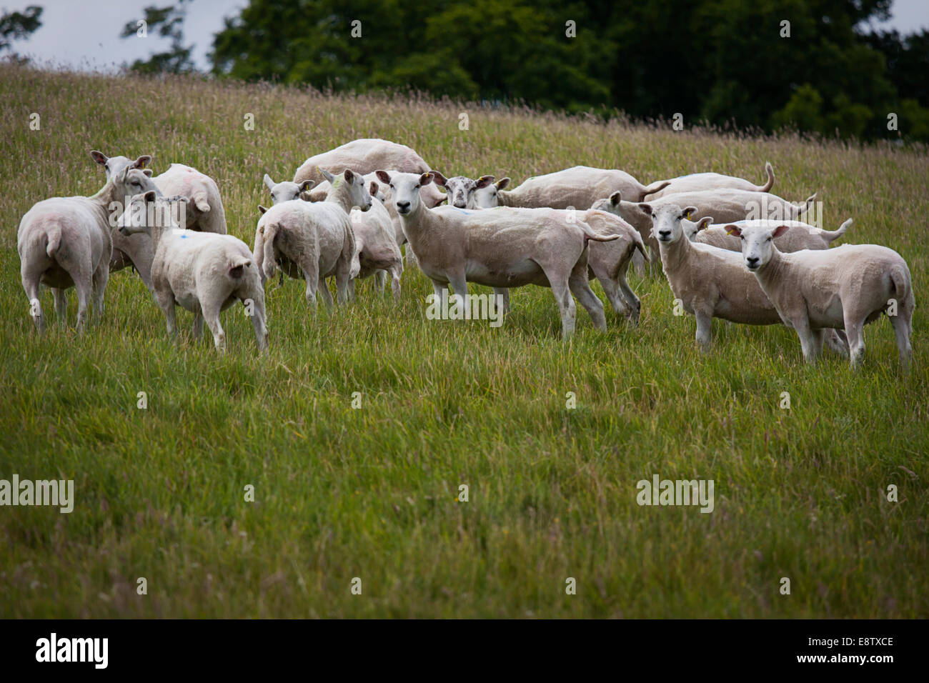 Sheep grazing in an English field Stock Photo - Alamy