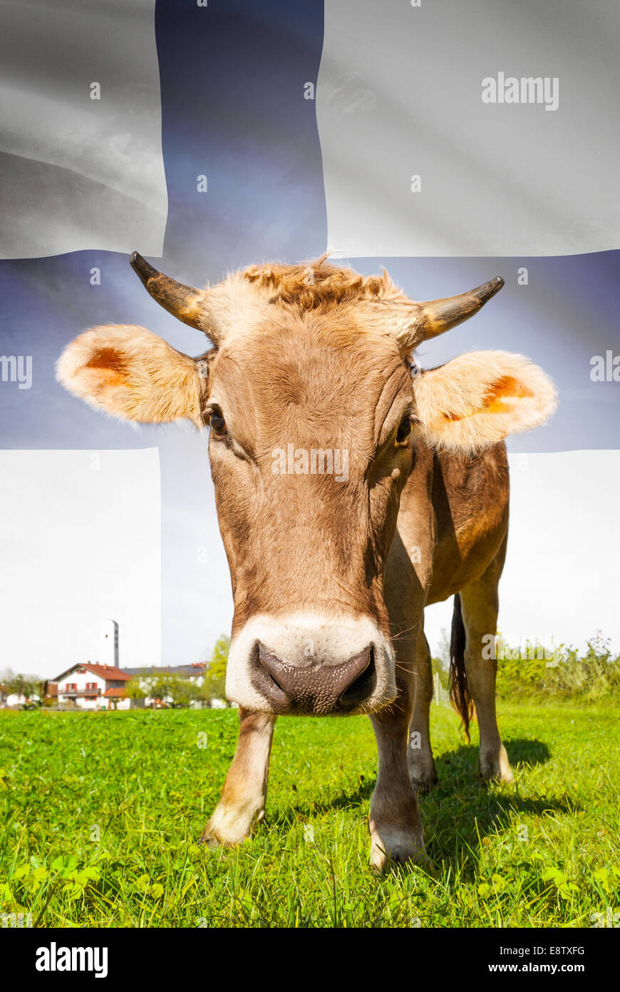 Cow with flag on background series - Finland Stock Photo - Alamy