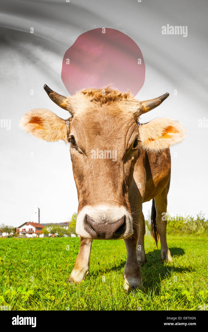 Japan farming cows hi-res stock photography and images - Alamy