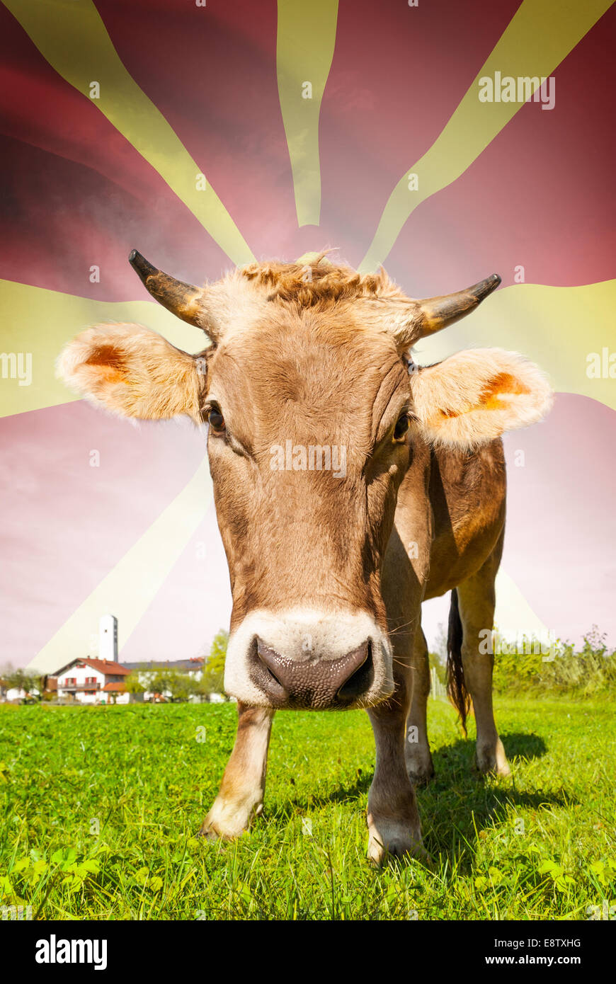 Cow with flag on background series - Republic of Macedonia Stock Photo ...