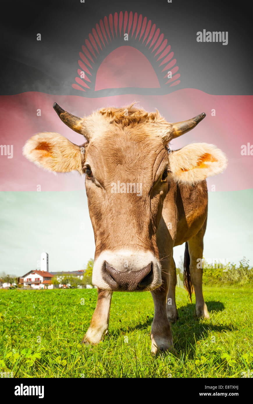 Animal farming malawi hi-res stock photography and images - Alamy