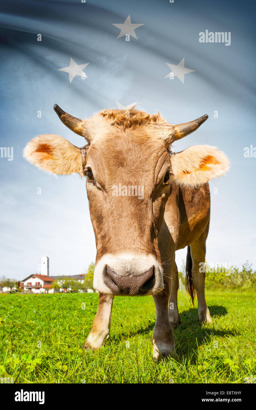 Cow with flag on background series - Federated States of Micronesia ...