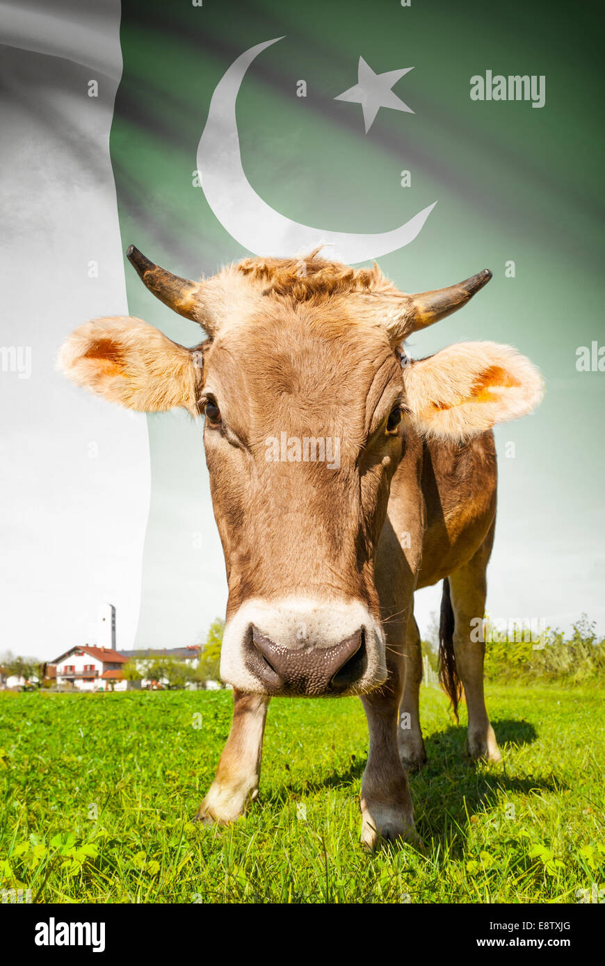 Cow with flag on background series - Pakistan Stock Photo - Alamy
