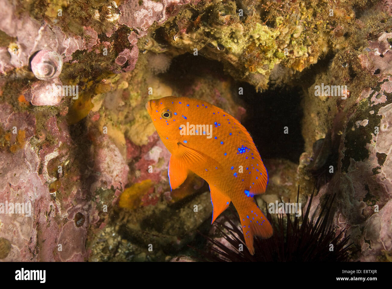 Garibaldi fish at Catalina Island reef Stock Photo - Alamy