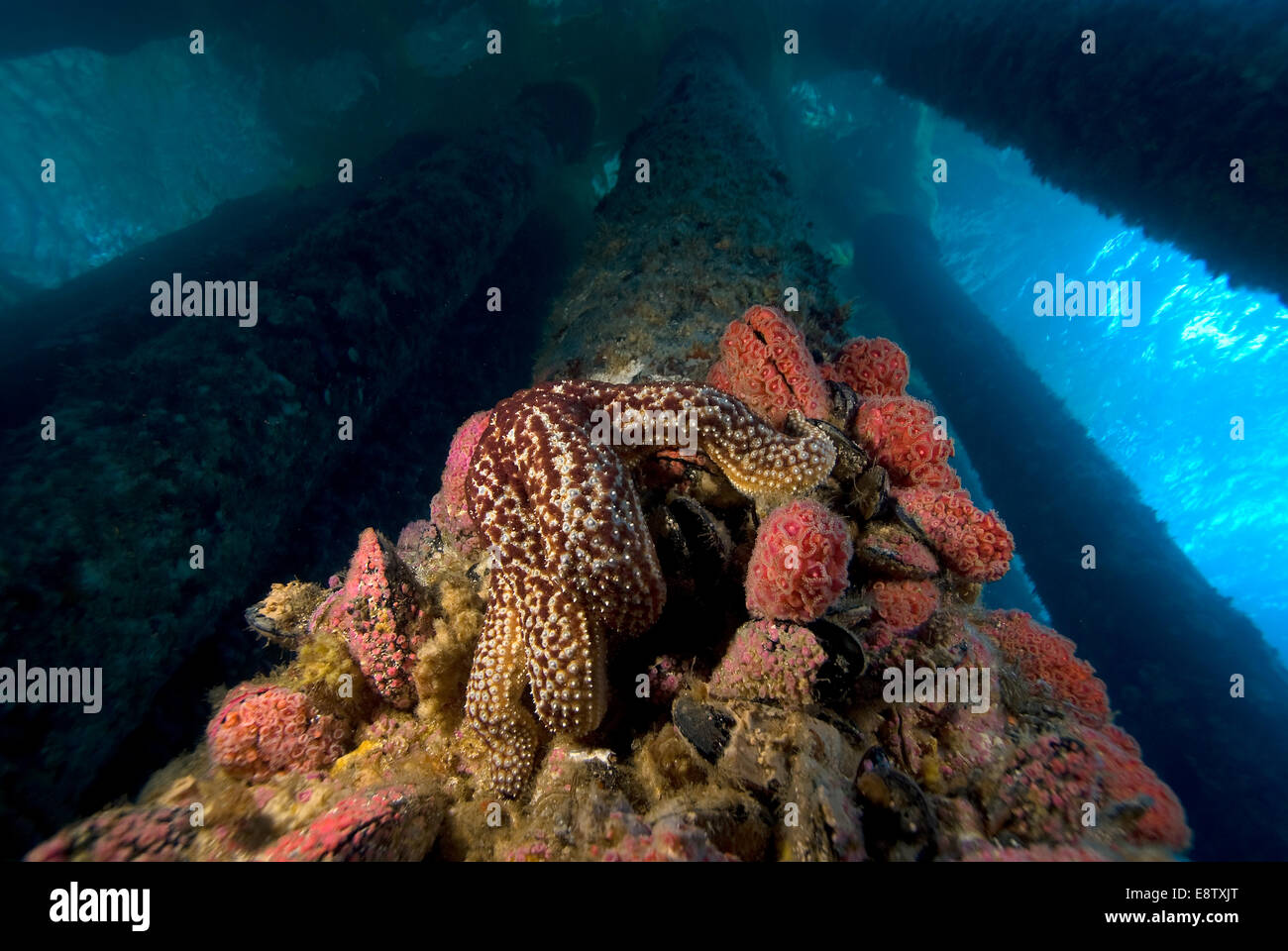 Starfish at Oil Rig Platform Stock Photo - Alamy
