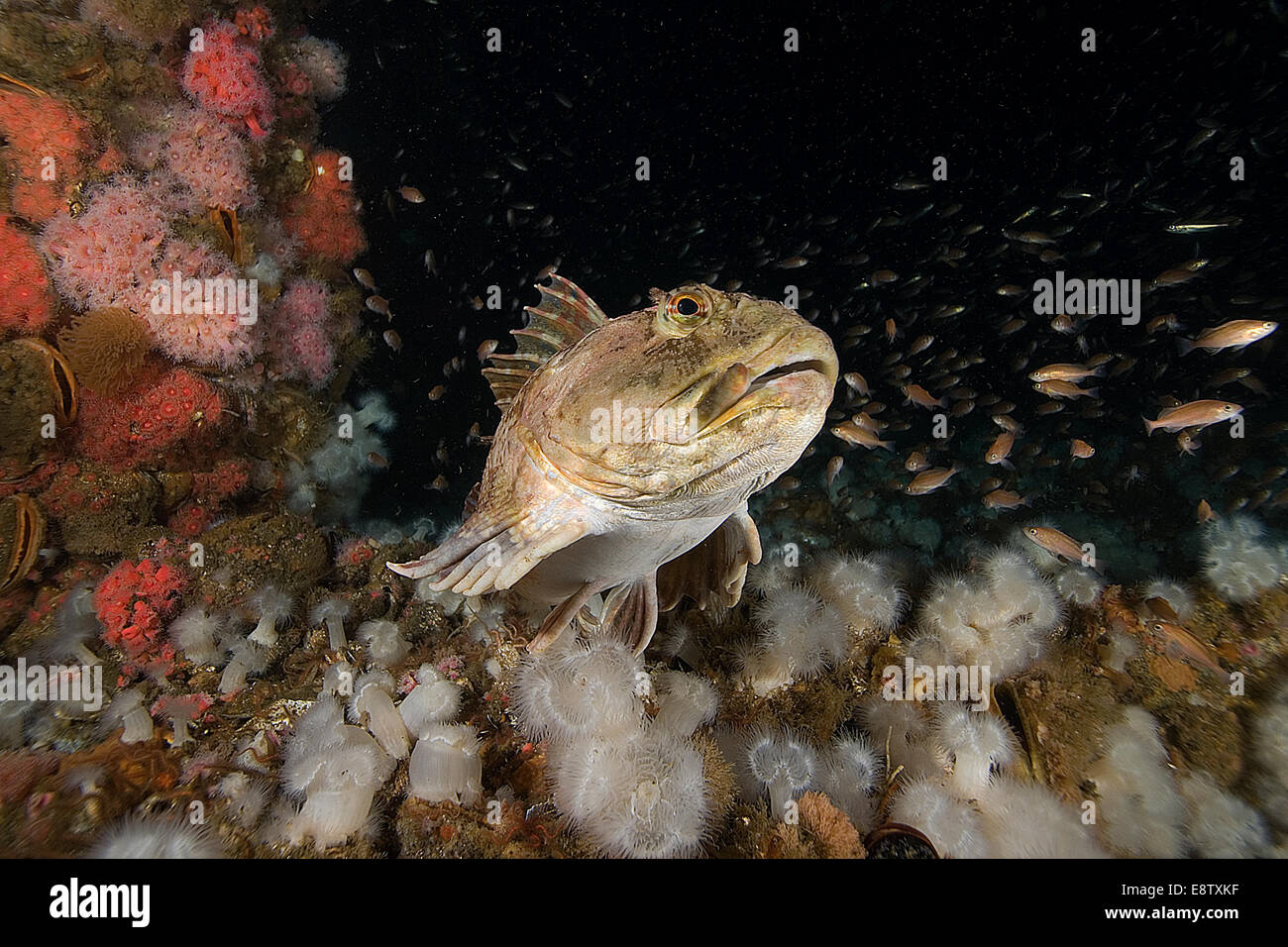 Oil rig and underwater hi-res stock photography and images - Alamy
