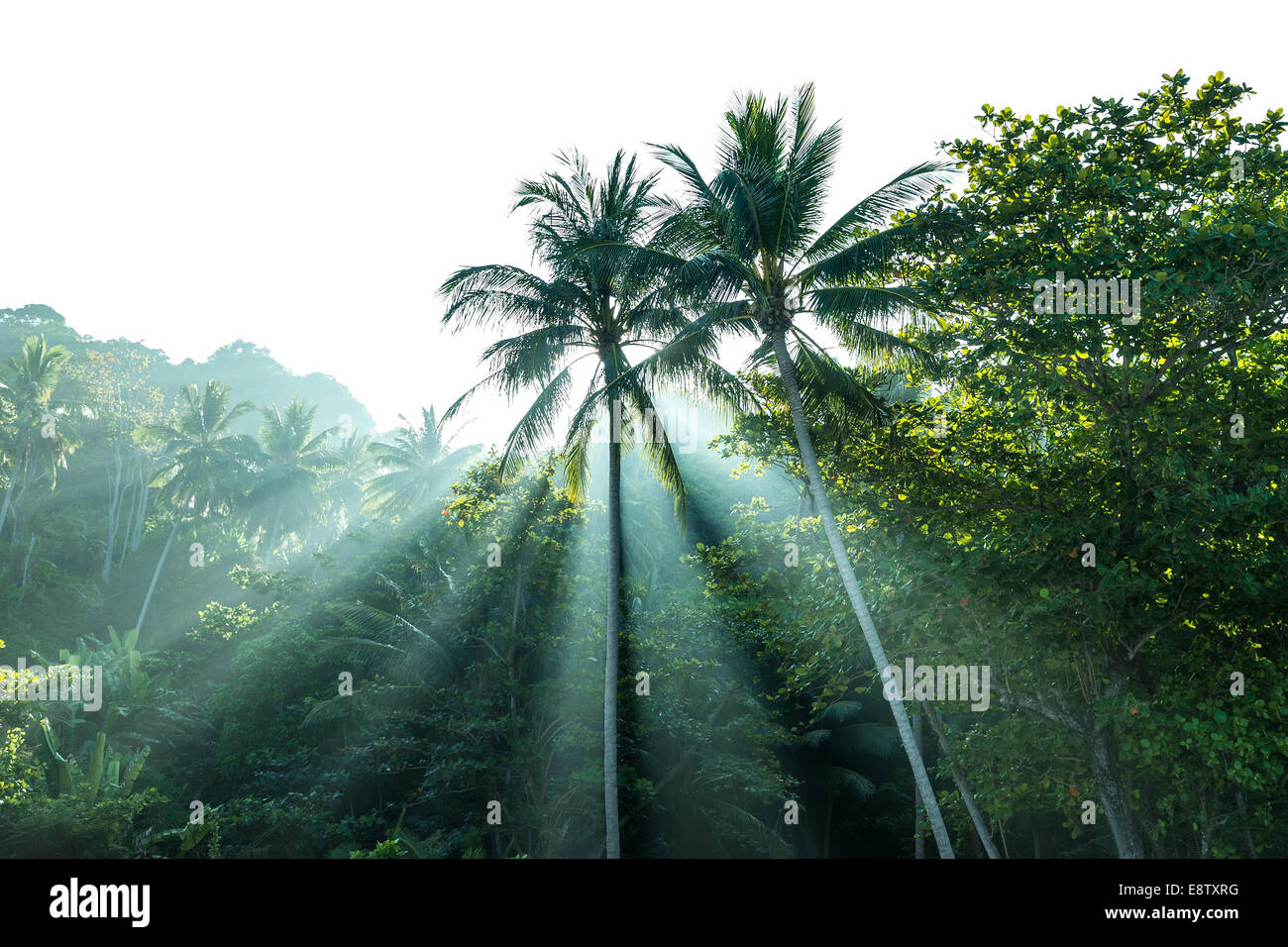 Sunrise in the jungle. The sun's rays through the trees on a beautiful ...
