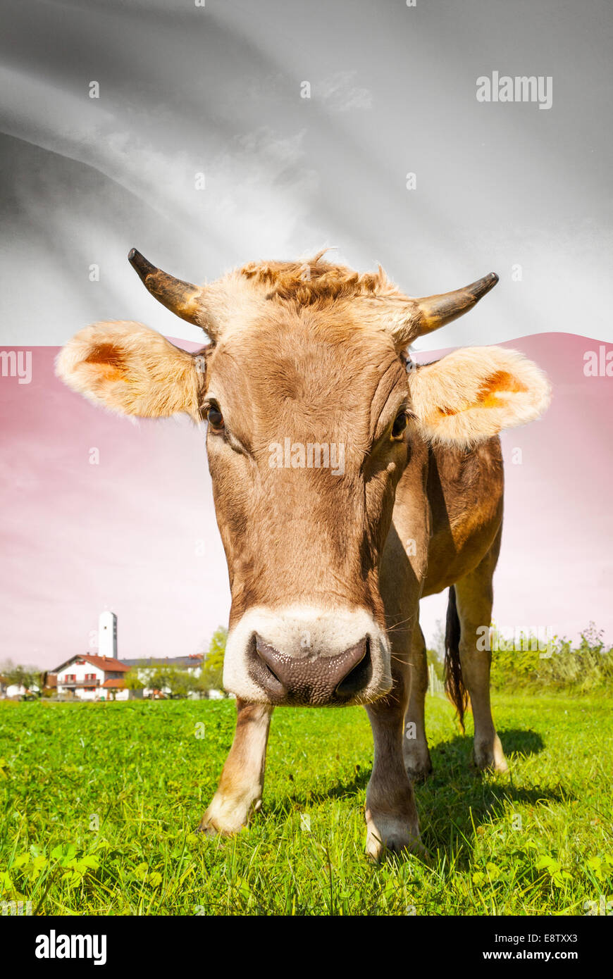 Cow with flag on background series - Poland Stock Photo - Alamy