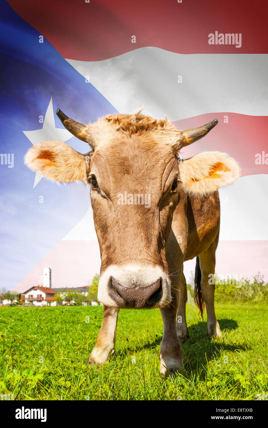 Cow with flag on background series - Puerto Rico Stock Photo - Alamy
