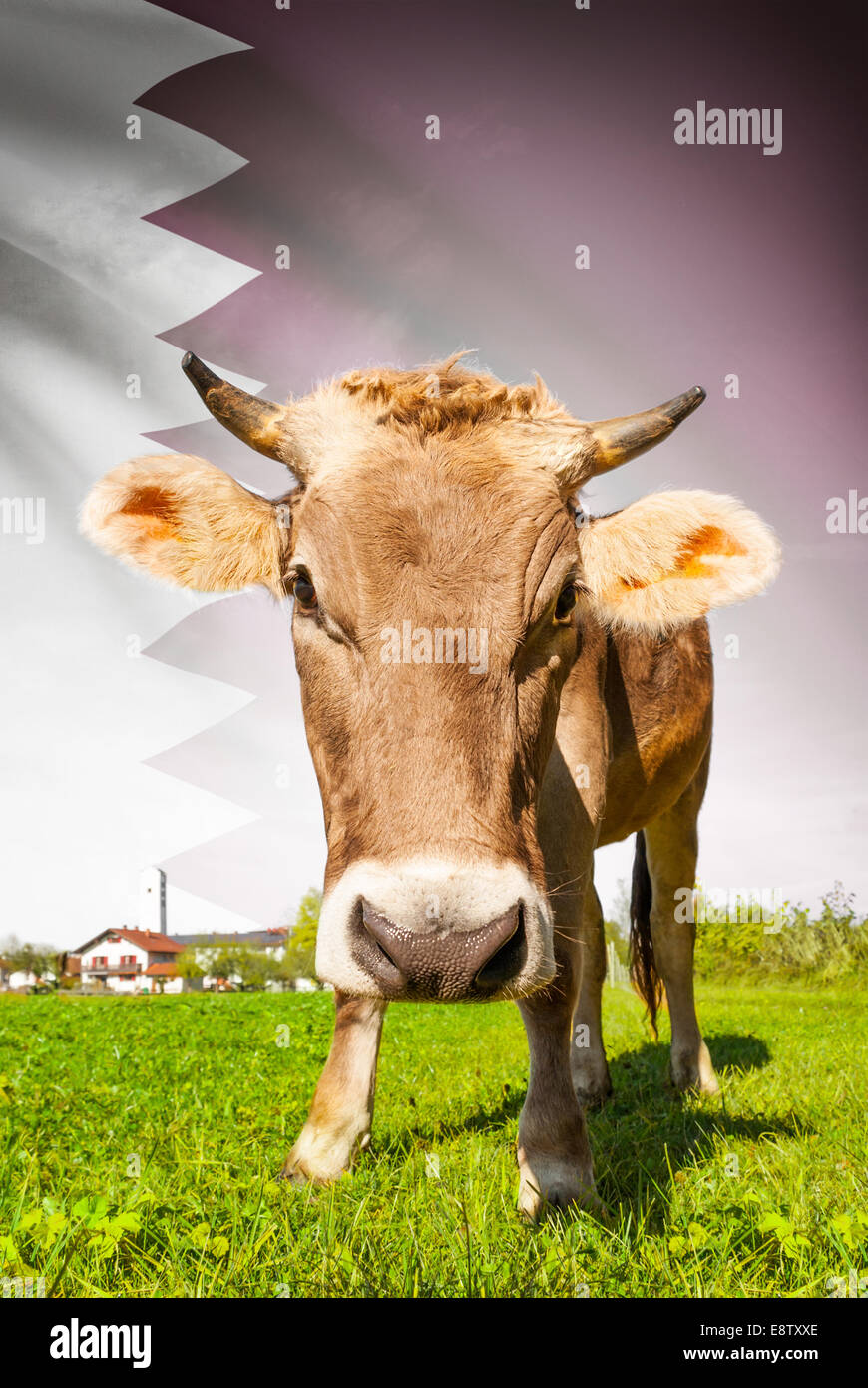 Qatar national animal hi-res stock photography and images - Alamy