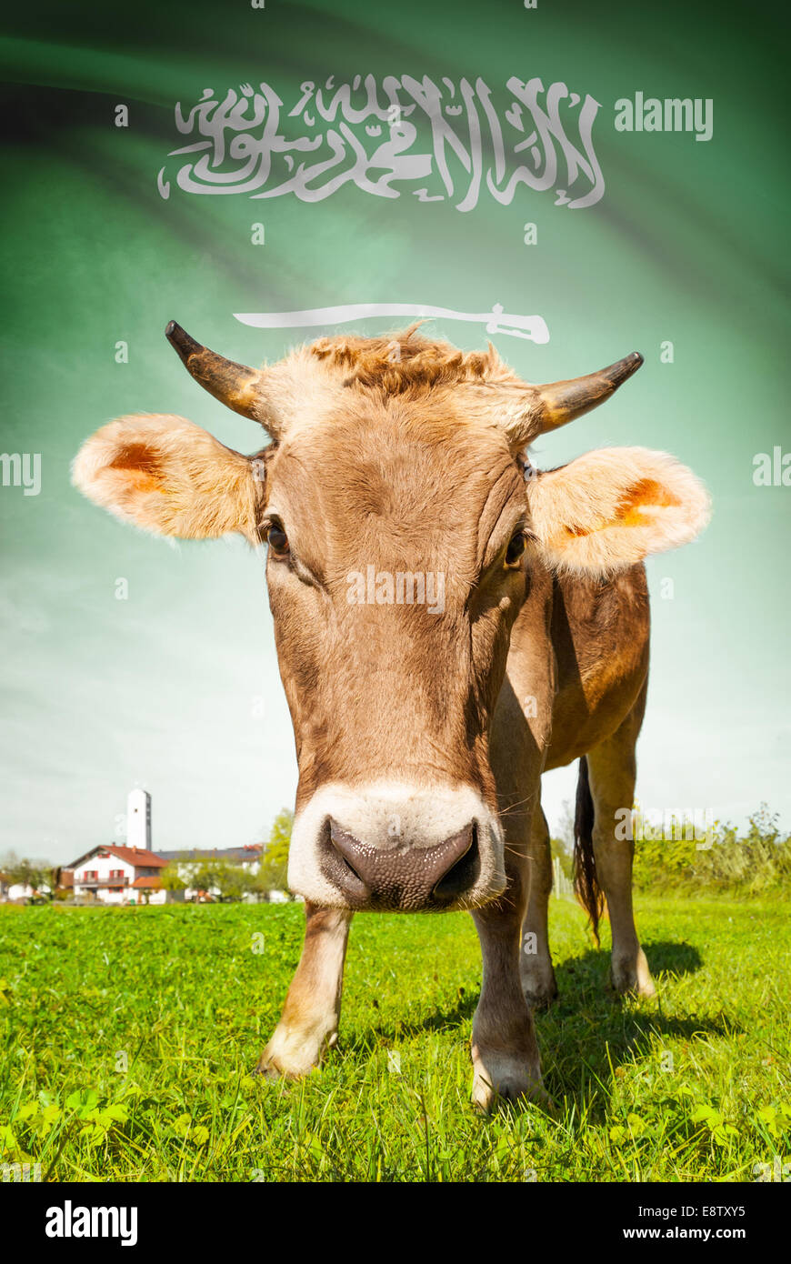 Cow with flag on background series - Saudi Arabia Stock Photo - Alamy