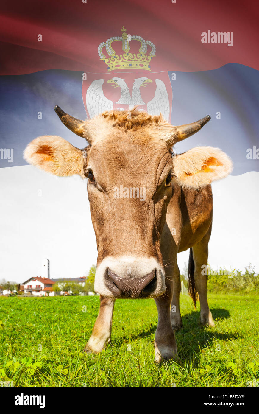 Serbian cow hi-res stock photography and images - Alamy