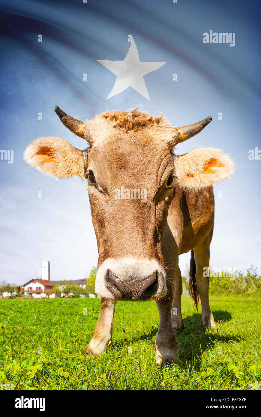 Cow with flag on background series - Somalia Stock Photo - Alamy