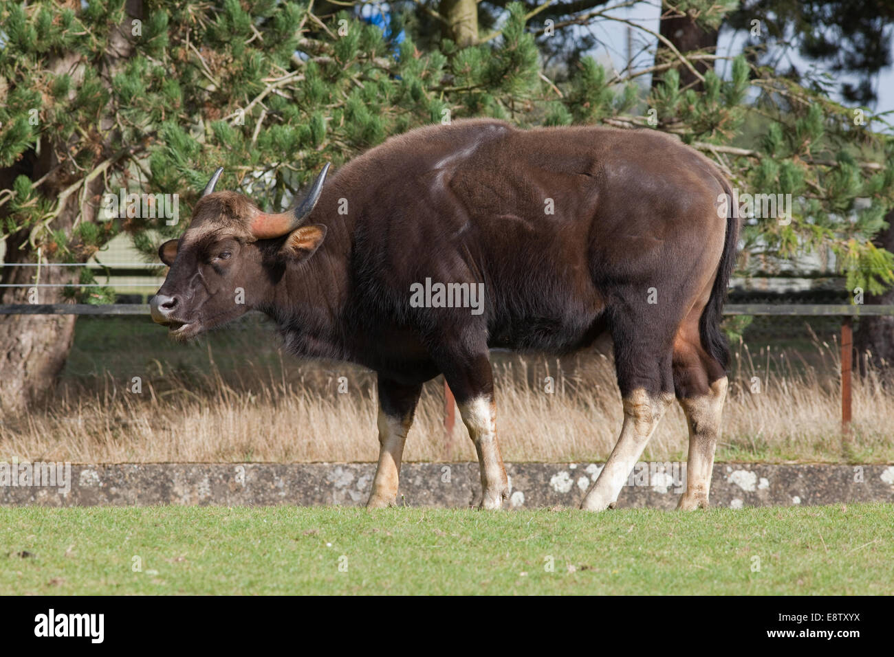 Gaur or Indian Bison, (Bos gaurus). Largest of all wild cattle. Native ...