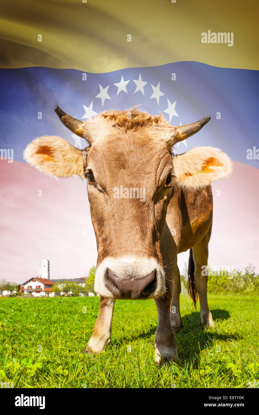 Cattle venezuela hi-res stock photography and images - Alamy