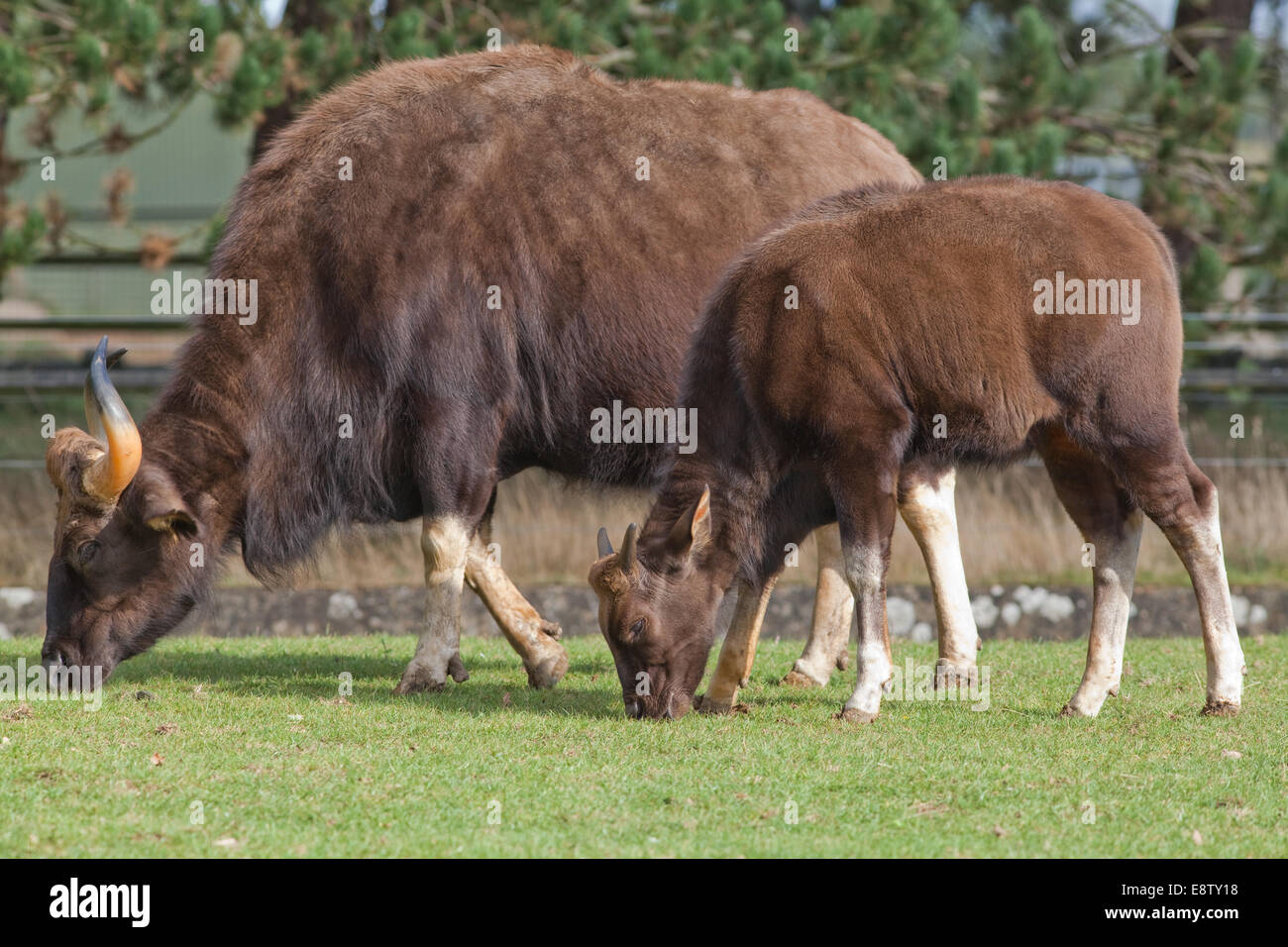 Gaur or Indian Bison, (Bos gaurus). Cow and well grown calf. Largest of ...