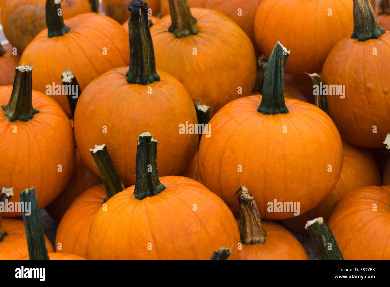 Pumpkins on display at an Illinois farm market Stock Photo - Alamy