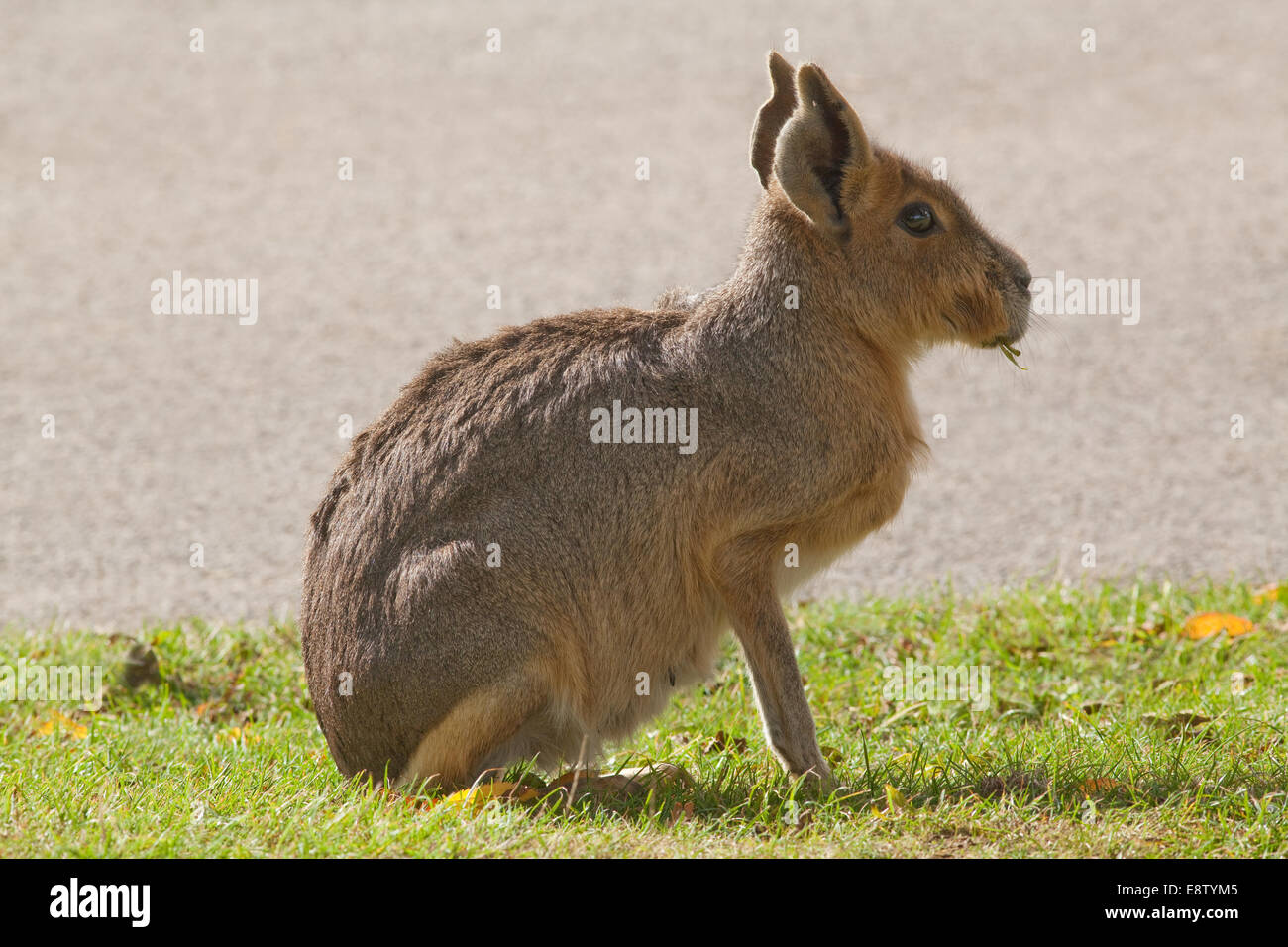 Mara, or Patagonian Hare (Dolichotis patagonum). Sit. Sitting. Sqat ...